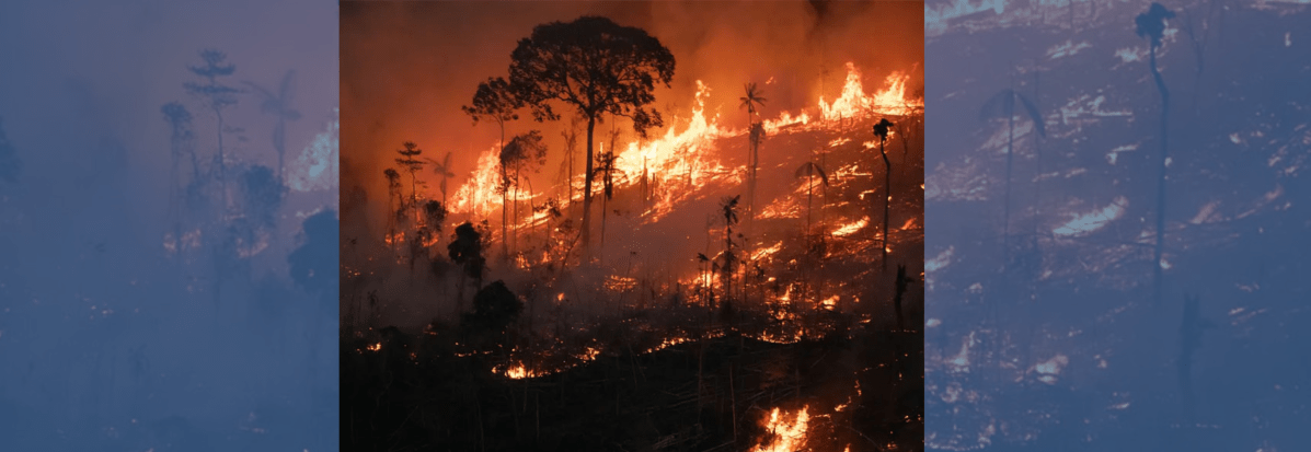 Amazônia em chamas: pesquisadora explora o problema do pulmão do mundo ...